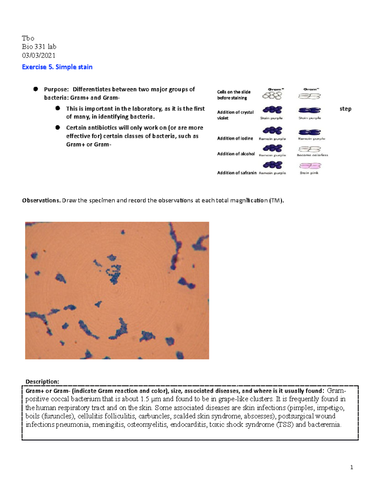 Gram Staining lab by Tbo - Tbo Bio 331 lab 03/03/ Exercise 5. Simple ...