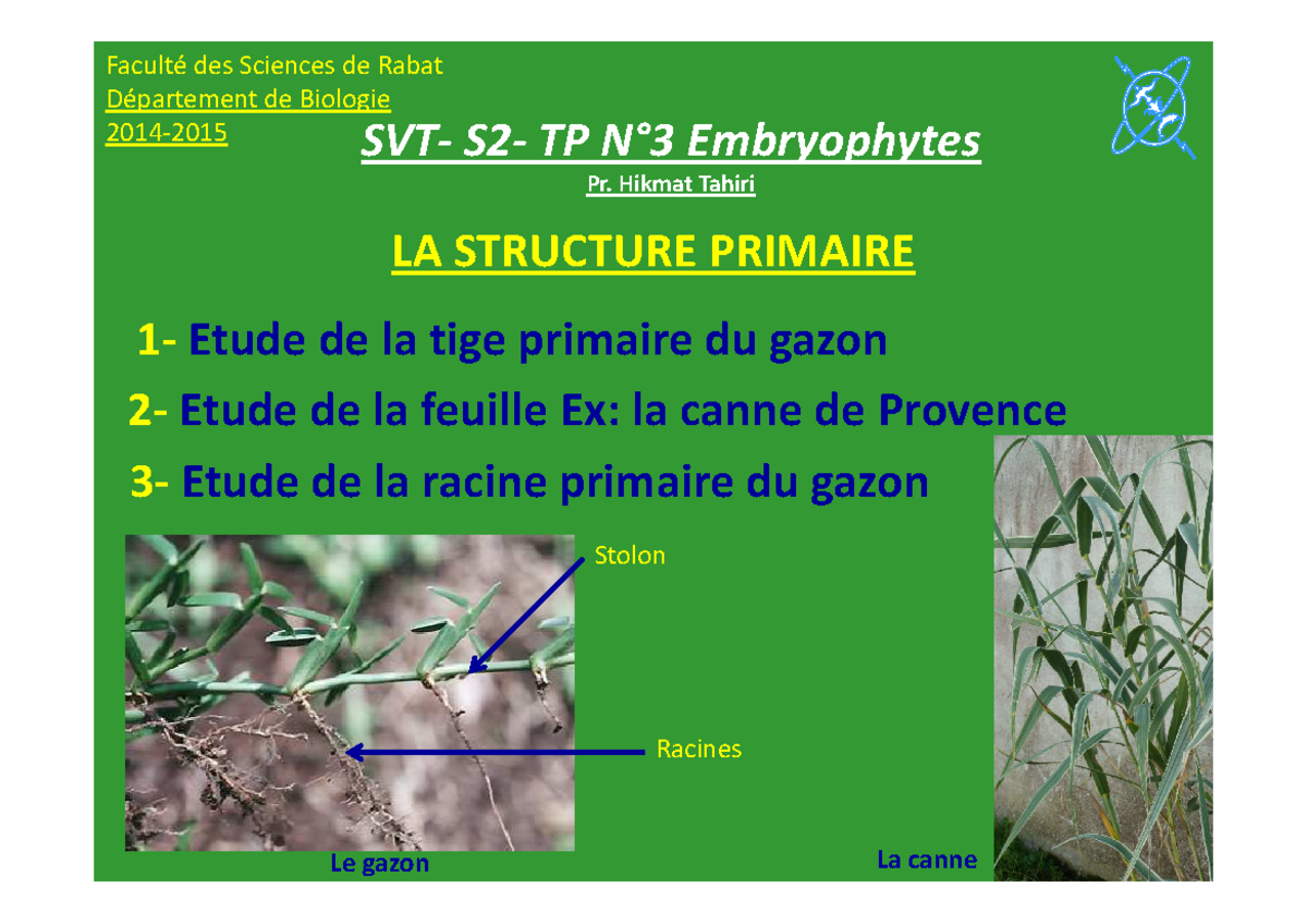 TP3 fsr Embryophyte - LA STRUCTURE PRIMAIRE 1- Etude de la tige ...