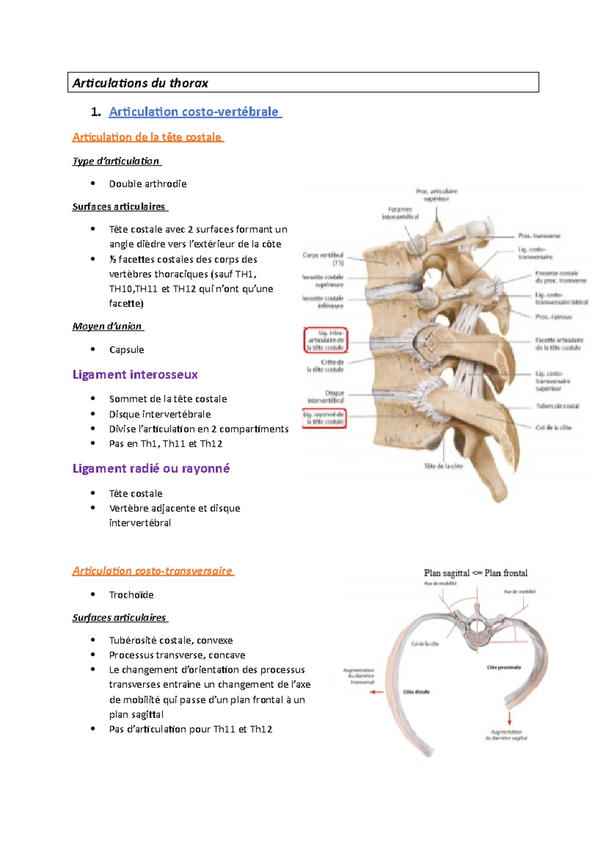 Articulations du thorax - Articulation costo-vertébrale Articulation de ...