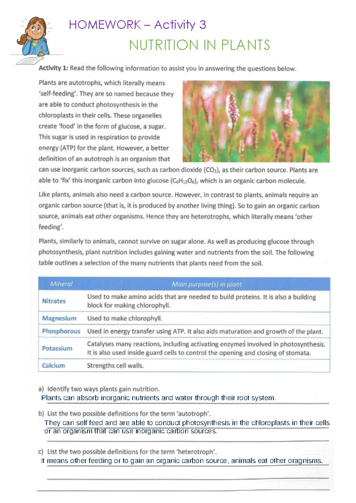 Homework Activity #3 - Xylem and phloem - HOMEWORK – Activity 3 ...