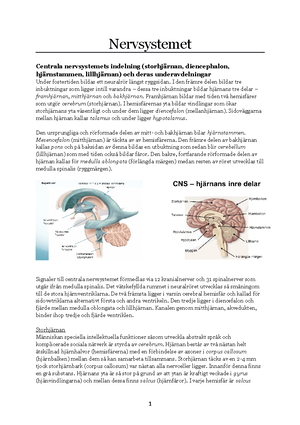 Endokrinologi - Endokrinologi ”Läran om hormoner” – kroppens kemiska ...