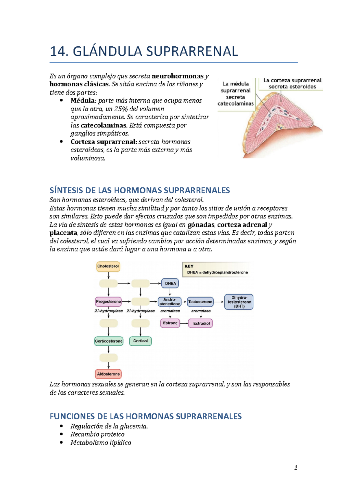 14. Glándula Suprarrenal - 14. GLÁNDULA SUPRARRENAL Es un órgano ...
