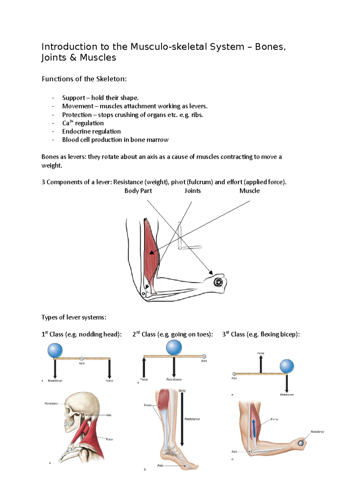 Introduction to the Musculo-Skeletal System - Movement – muscles ...