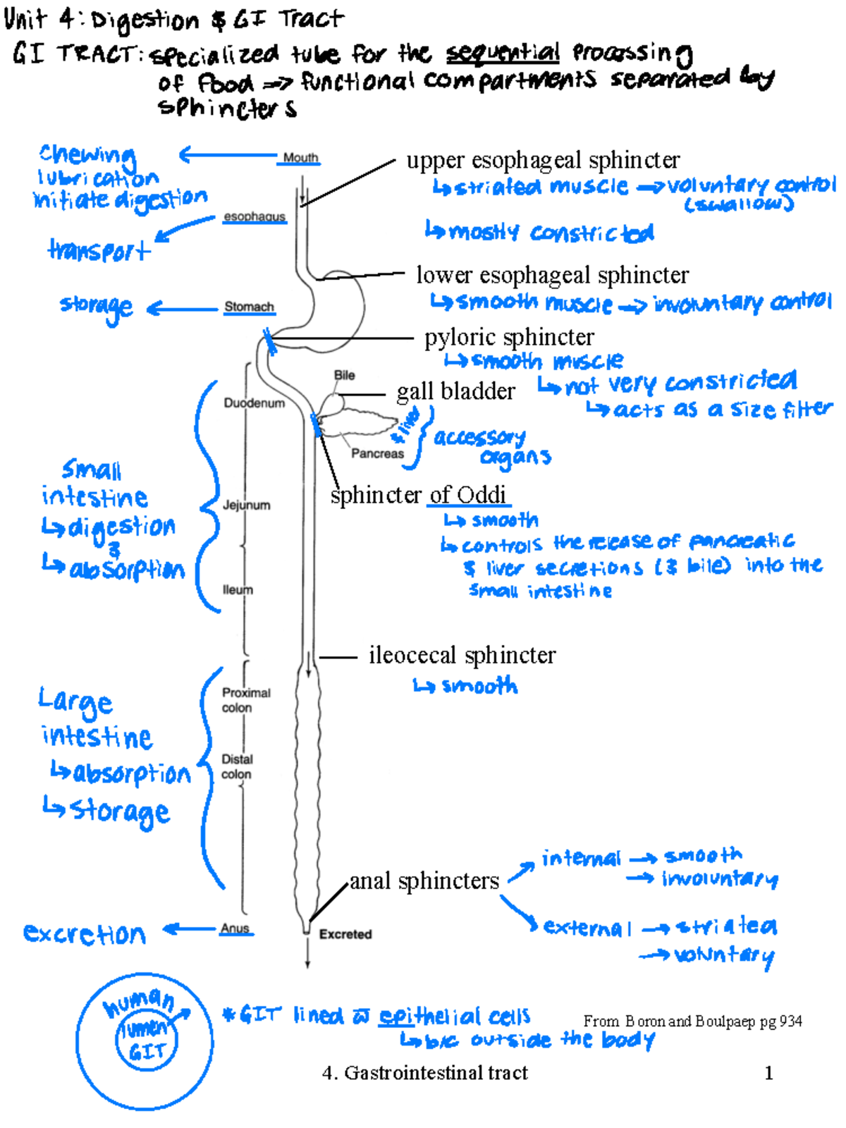 4. GIT - Digestion blank pages included - From Boron and Boulpaep pg 934 upper esophageal ...