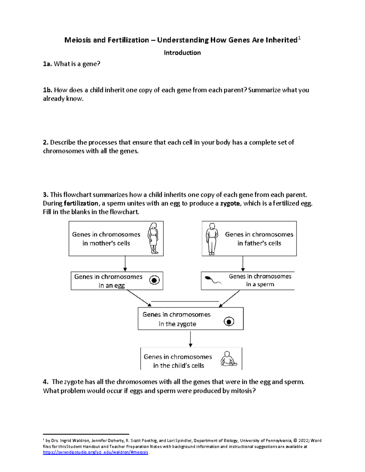 Meiosis Fertilization Protocol - Meiosis and Fertilization ...