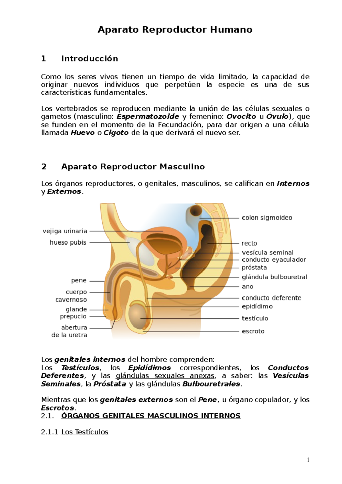 02 - Aparato Reproductor Humano - Versión Final - Aparato Reproductor ...