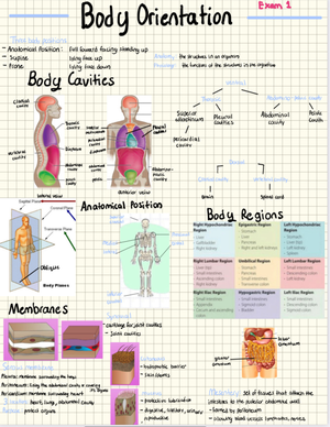 A&P Midterm Review - Study Material - A&P Respiratory/Endocrine/Cardiac ...