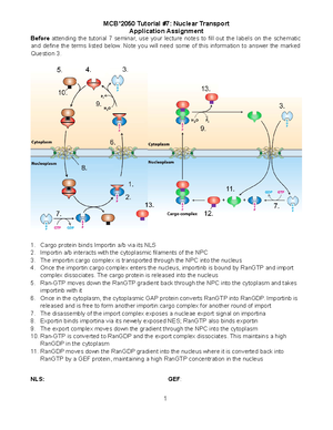MCB 2050 Tutorial Quiz 1 - MCB Tutorial Quiz 1 - 100% Gene Regulation ...