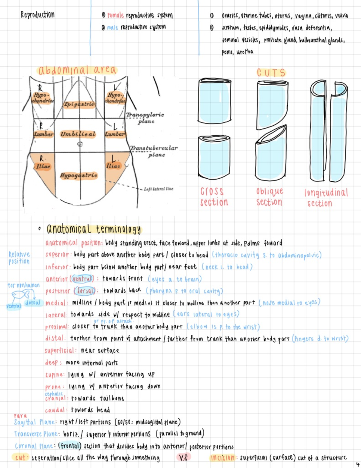 Bio121 - anatomy - BIO 121 - Studocu