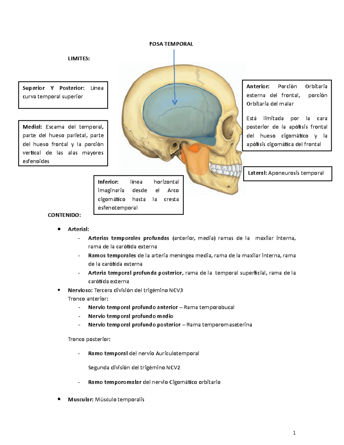 Fosa-Temporal-Cigomatica-y-Pterigomaxilar - FOSA TEMPORAL LIMITES ...