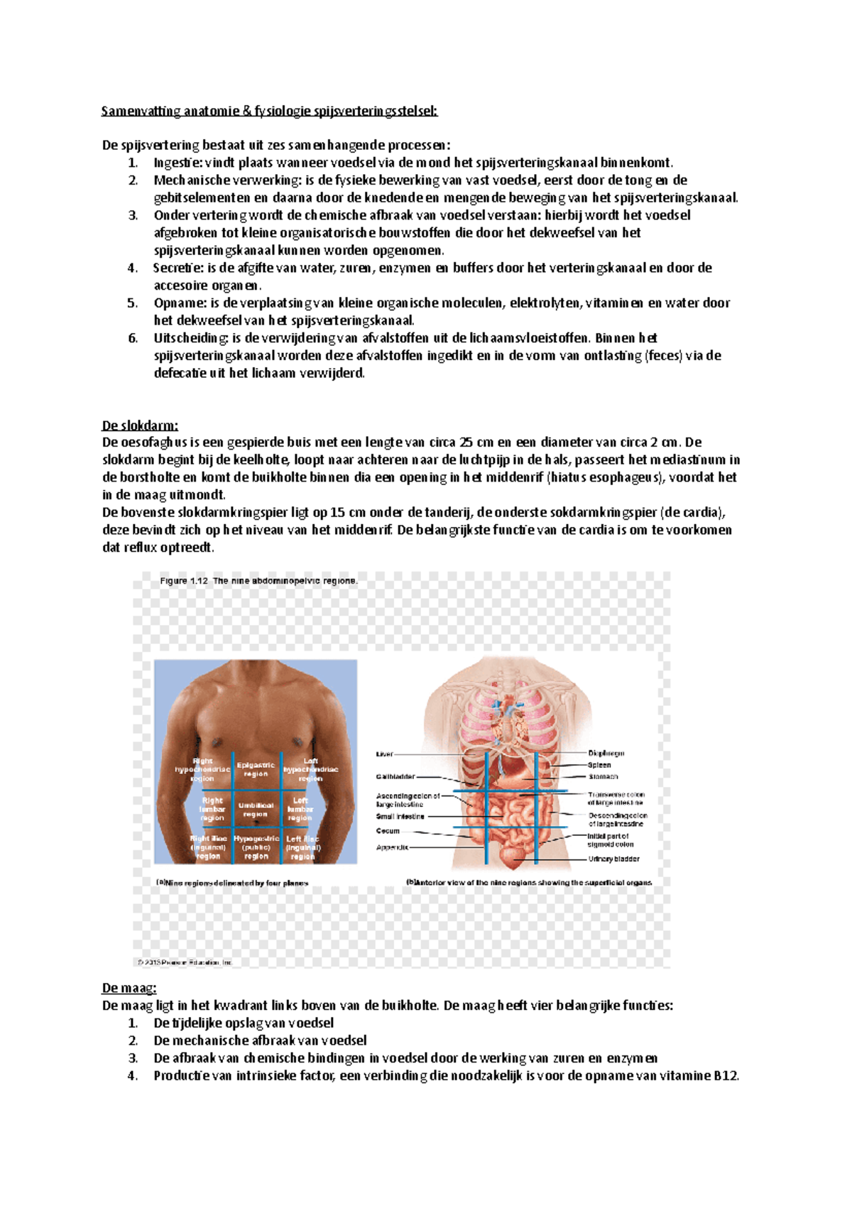 Samenvatting anatomie - Ingestie: vindt plaats wanneer voedsel via de ...
