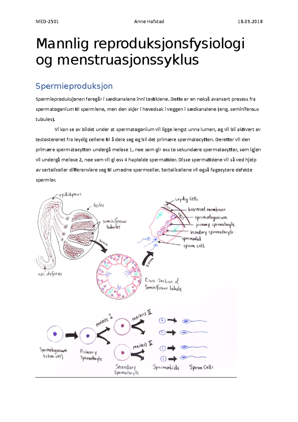 Mannlig reproduksjonsfysiologi og menstruasjonssyklus - Anne Hafstad 18 ...