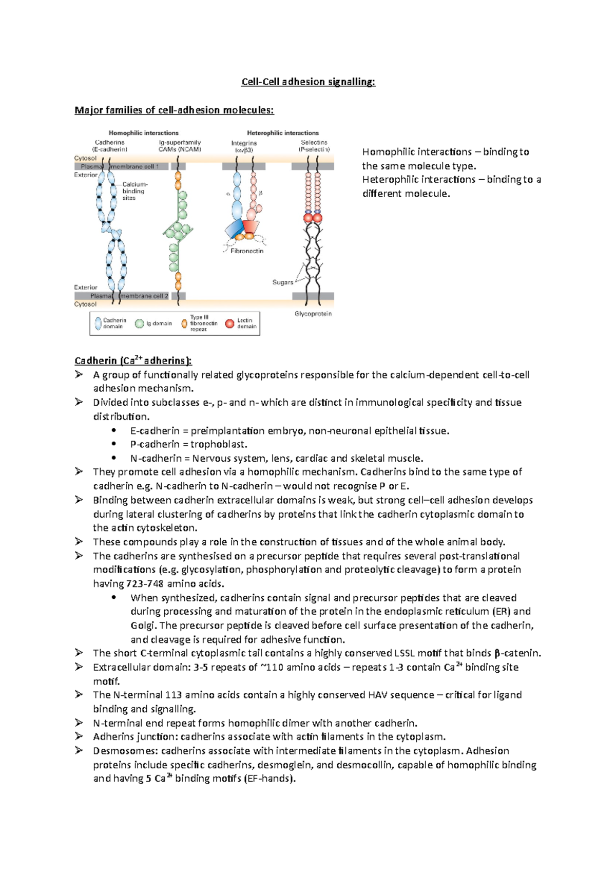 Cell to cell adhesions - Cell-Cell adhesion signalling: Major families ...