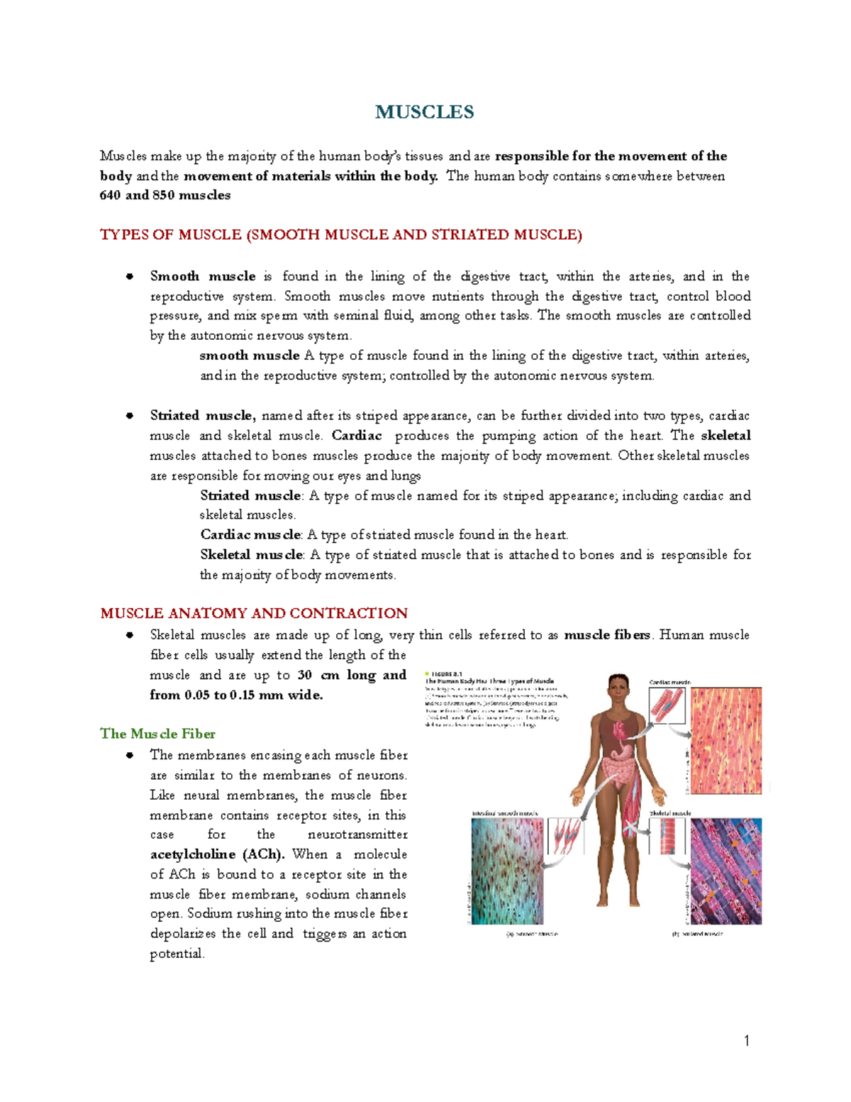 Movement Biopsych Notes - MUSCLES Muscles make up the majority of the ...