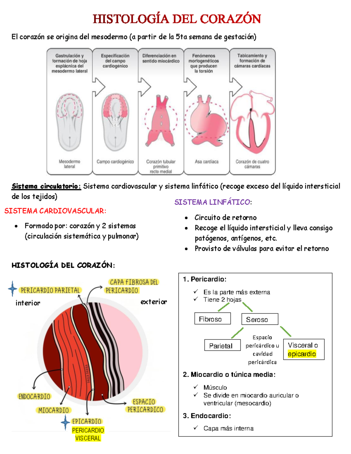 Morfo 3 - Histo - El corazón se origina del mesodermo (a partir de la ...