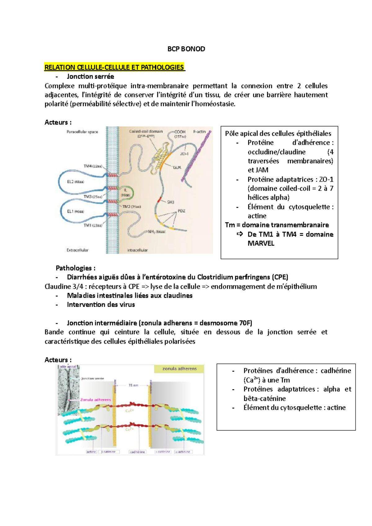 Biologie cellulaire et pathologie - cours CB - BCP BONOD RELATION ...