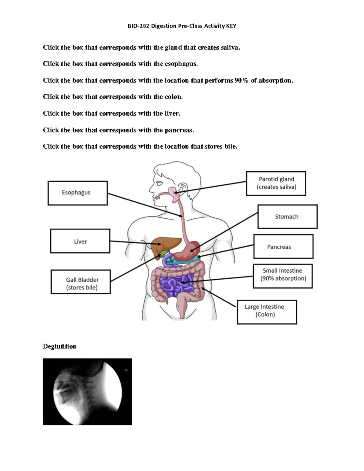 BIO-202 Digestion PREP Practice KEY - BIO- 20 2 Digestion Pre-Class ...