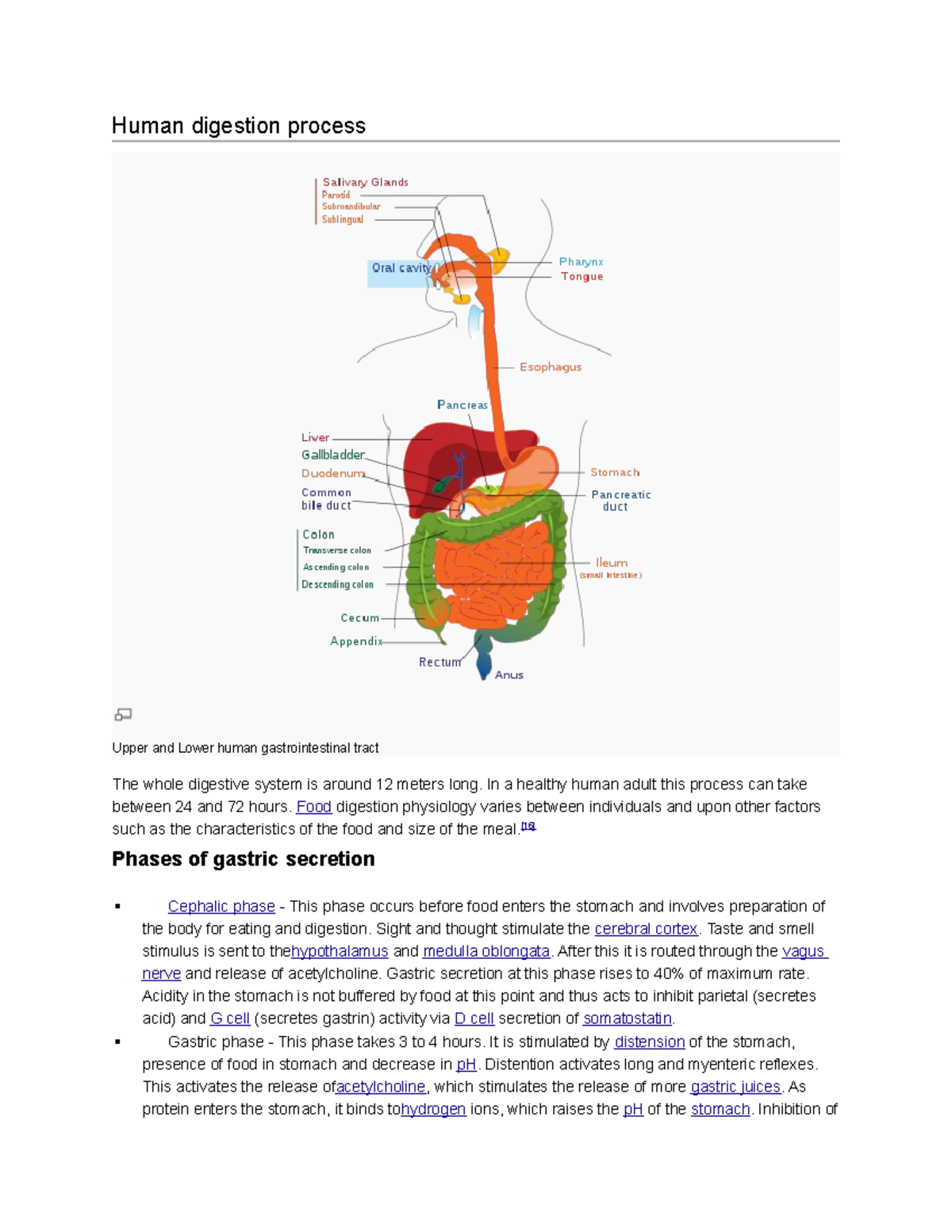 anatomy of Human Digestion Process - Human digestion process Upper and ...