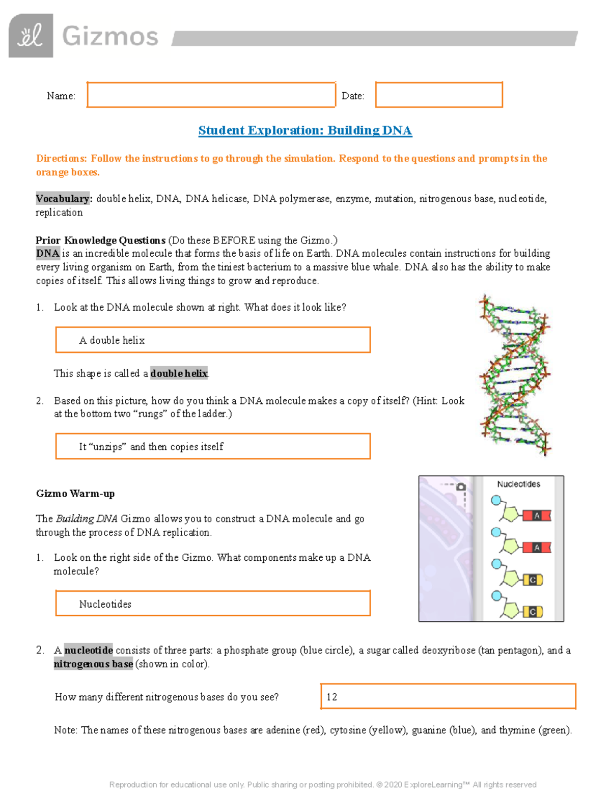 Copy of DNA gizmo - Name: Date: Student Exploration: Building DNA ...