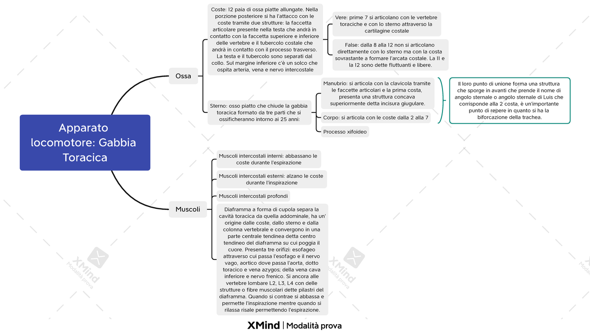 Apparato locomotore Gabbia Toracica - Apparato locomotore: Gabbia ...