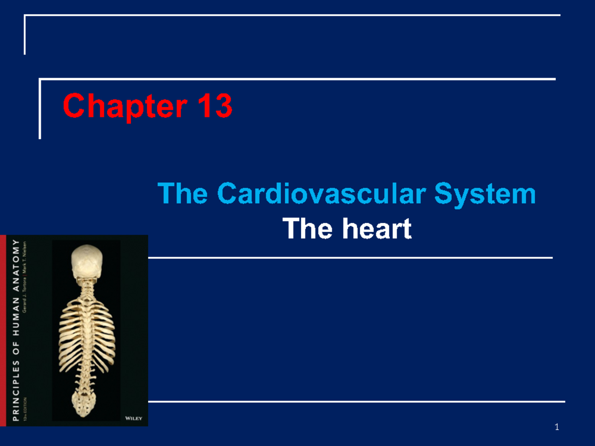 02.07.2017 HLSC 120 The Heart - Human Anatomy - The Cardiovascular ...