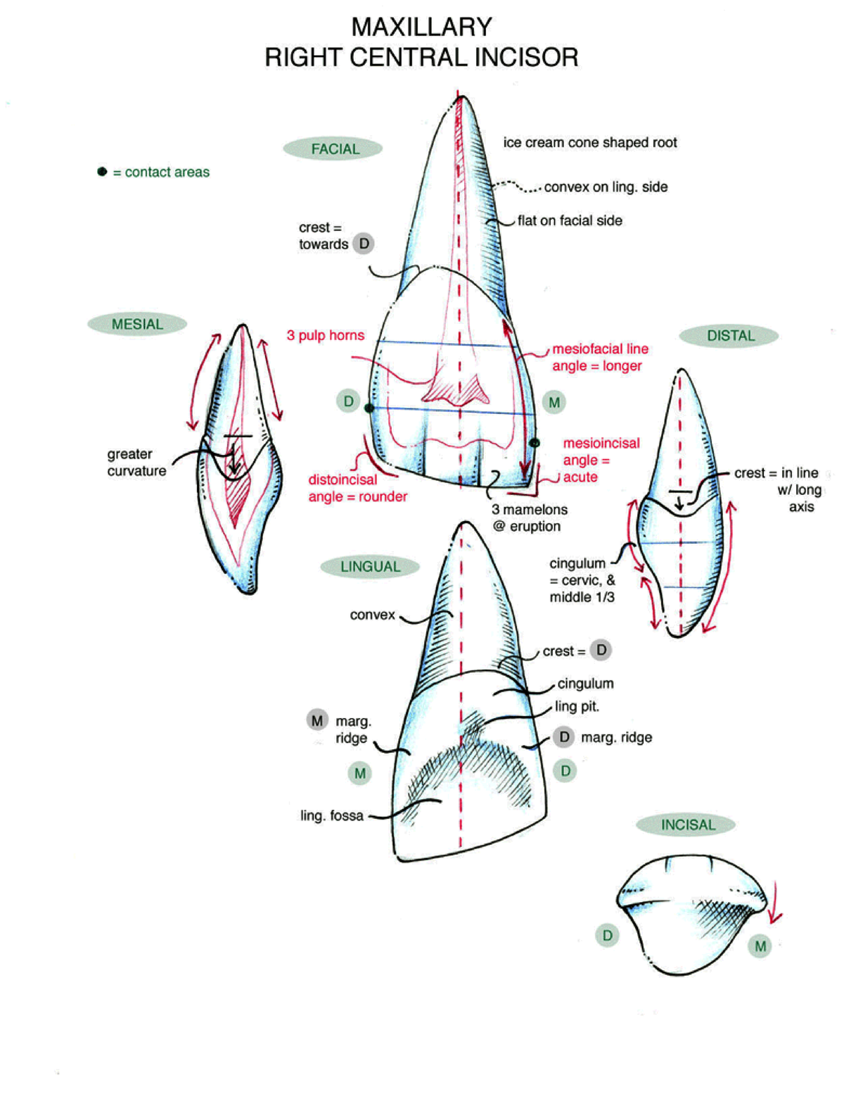 Maxillary-right-central - MAXILLARY RIGHT CENTRAL INCISOR FACIAL ice ...