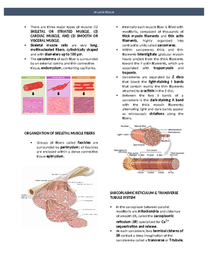 Adipose- Tissue - A fat-storing cells or adipocyte connective tissue ...