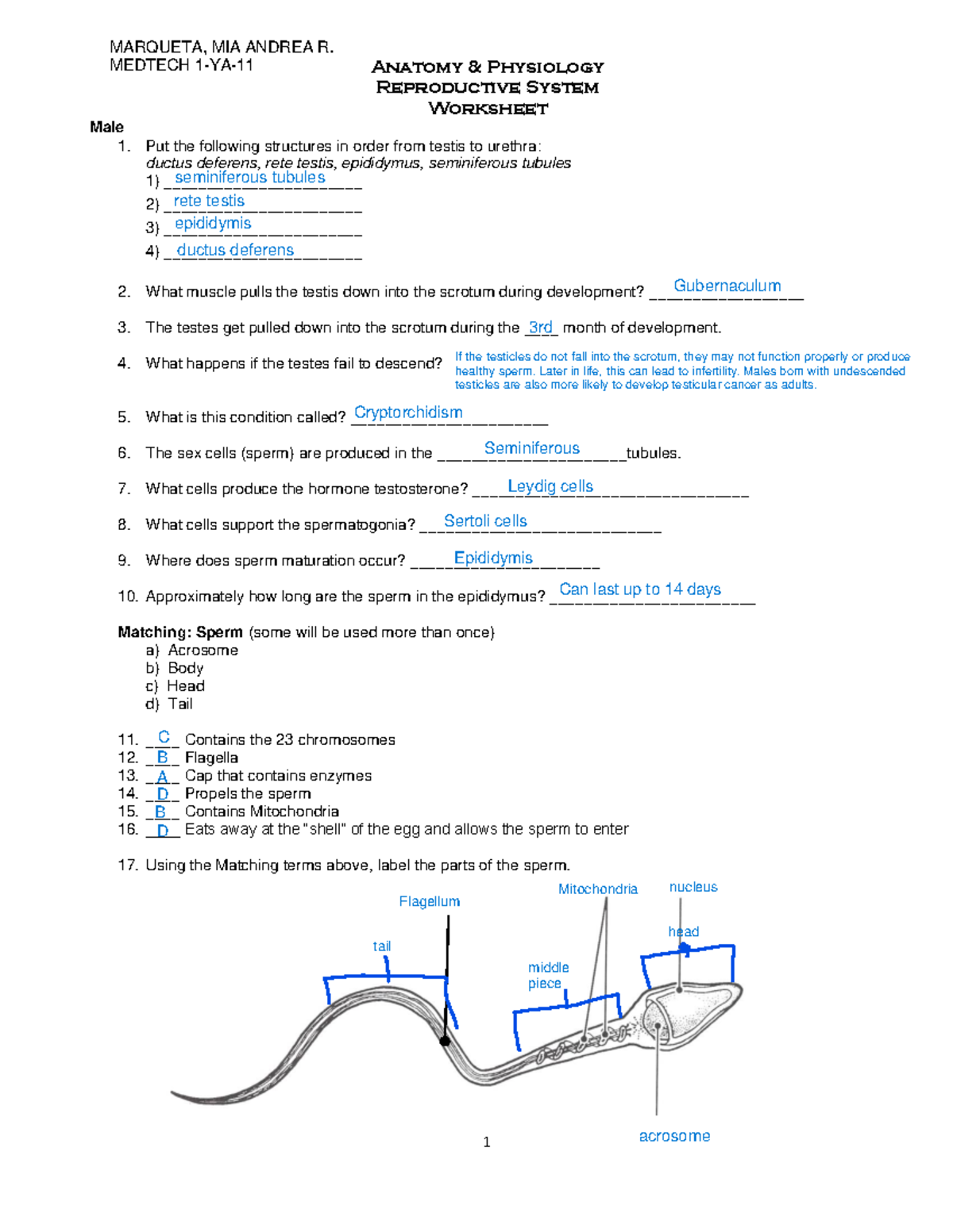 Reproductive System - Anatomy & Physiology Reproductive System ...