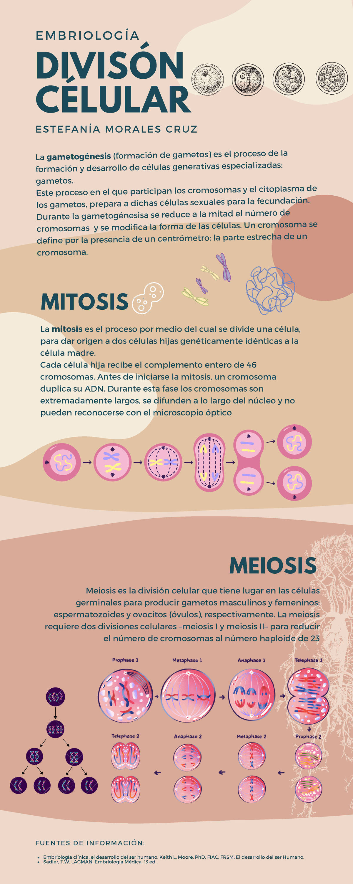 Divisón célular - MEIOSIS La gametogénesis (formación de gametos) es el ...