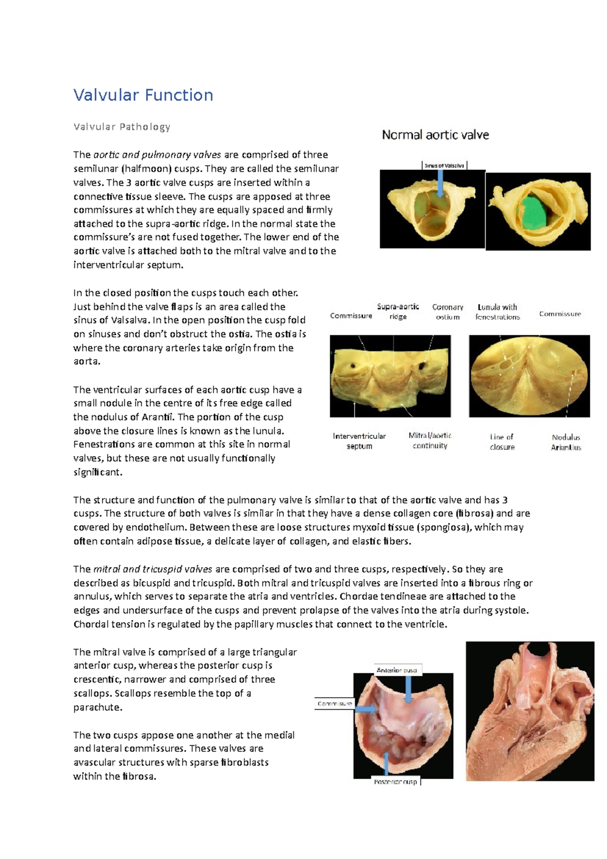 Cardiovascular Week 3 Valvular Function - Valvular Function Valvular ...