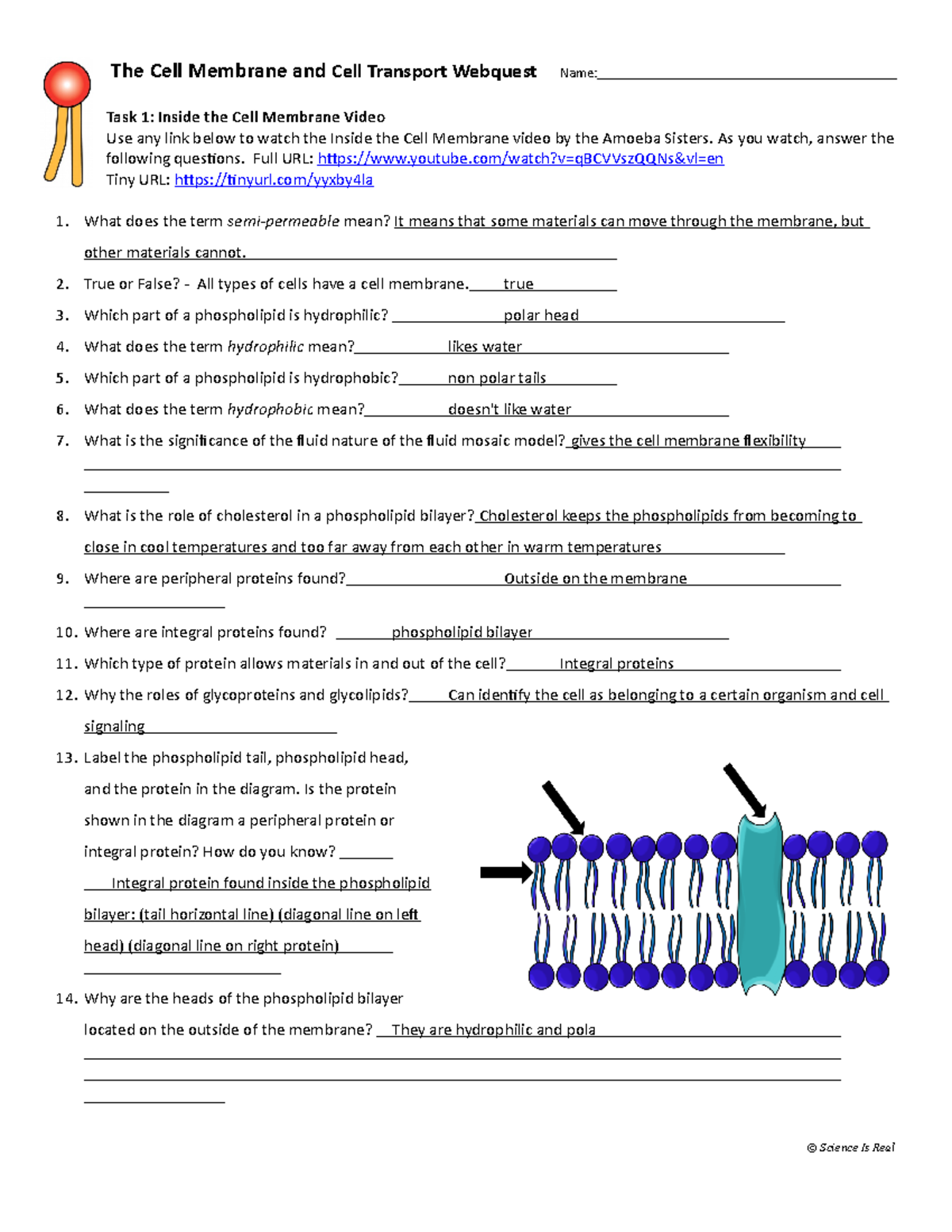 Kouroosh Cell Membrane and Cell Transport Webquest Student Handout ...