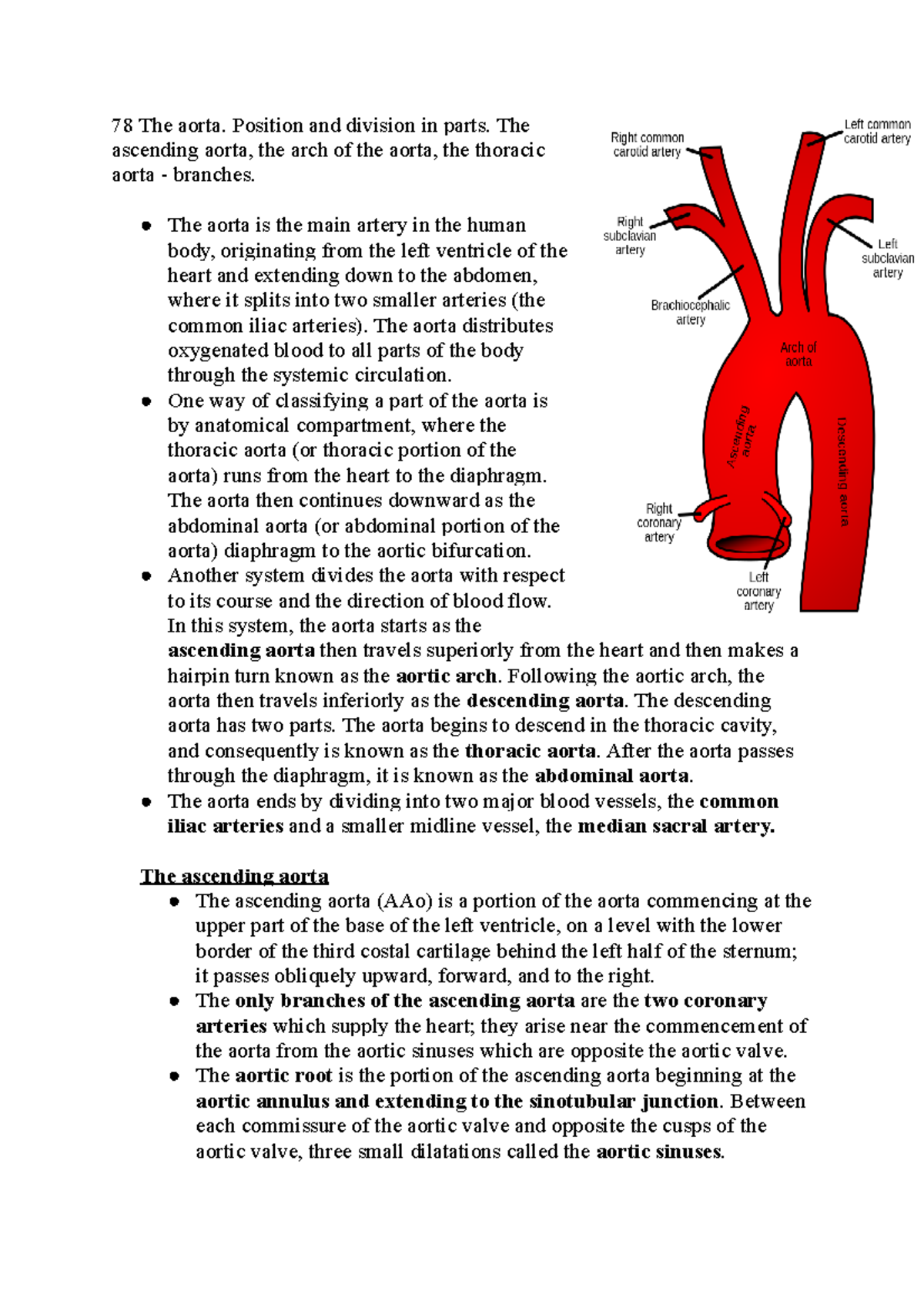 78 The aorta. Position and division in parts. The ascending aorta, the ...