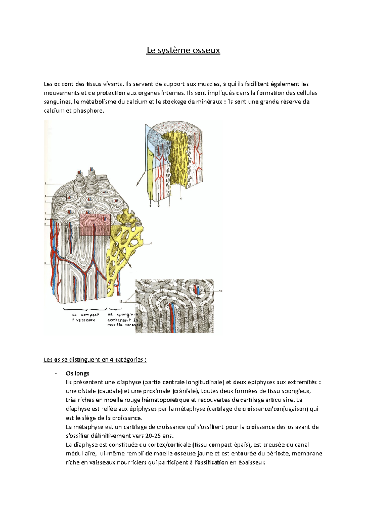 Système osseux - Le système osseux Les os sont des tissus vivants. Ils ...