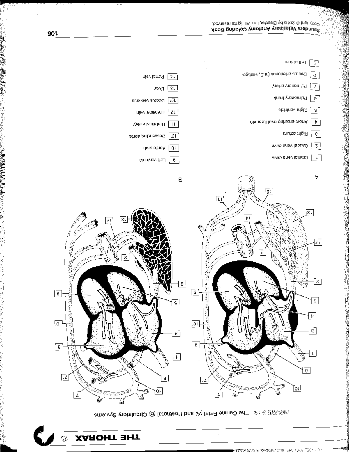 Coloring page fetal circulation Day 3 - NVN62 - Studocu