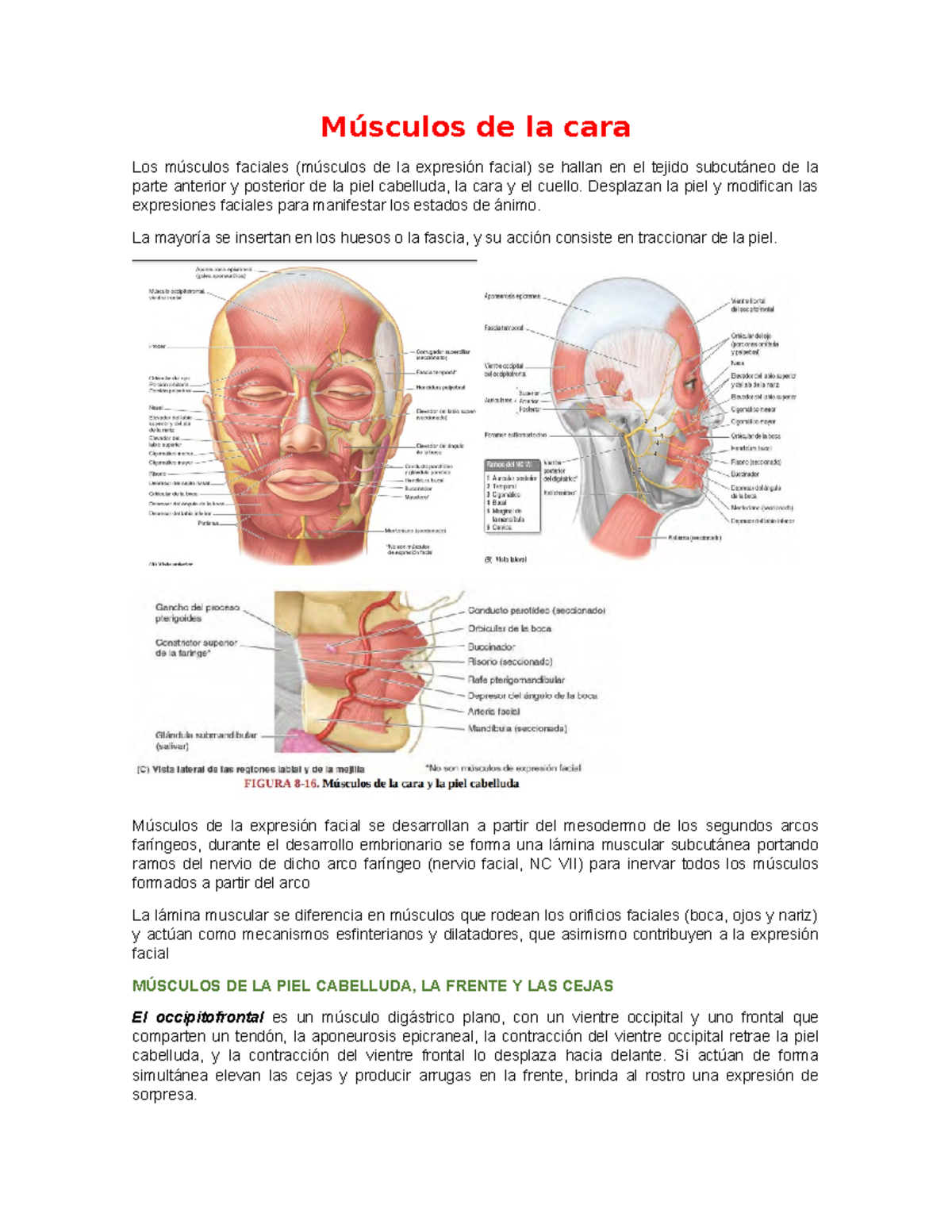 Músculos de la cara - Apunte musculos de la cara Moore anatomia ...