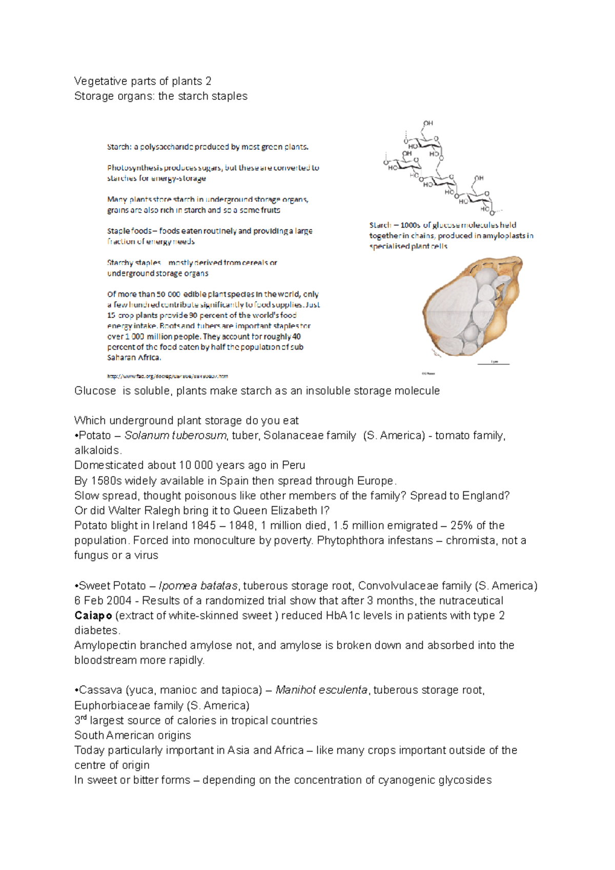 3. starchy staples - Vegetative parts of plants 2 Storage organs: the ...