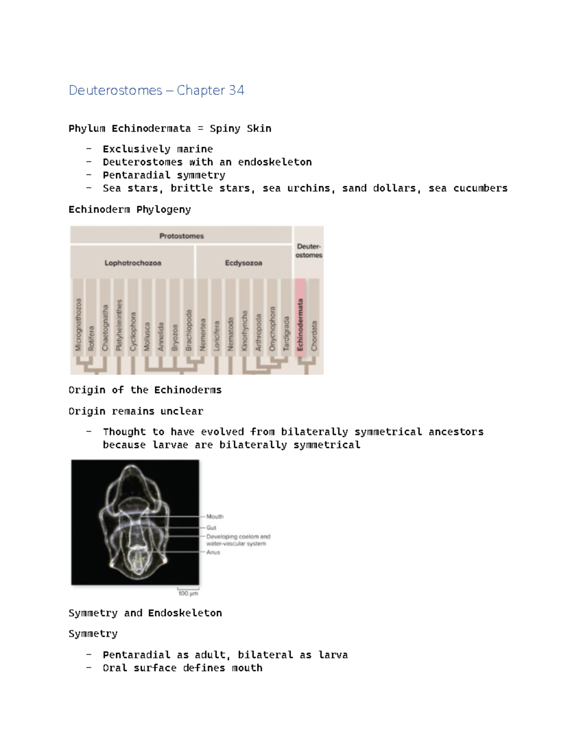 Deuterostomes - Chapter 34 - Deuterostomes – Chapter 34 Phylum ...
