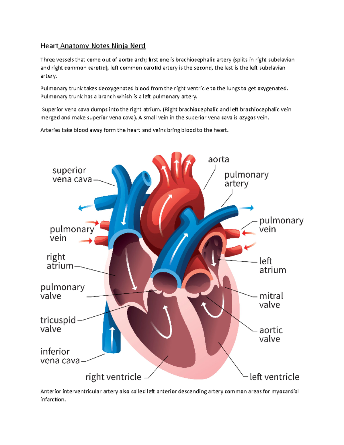 Heart Anatomy Notes - Cardiology - LMSU - Studocu