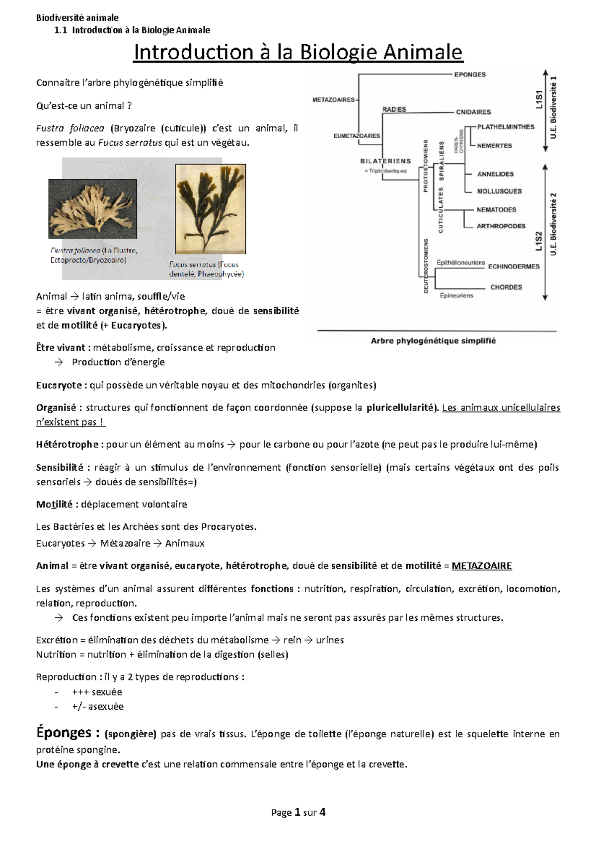 1 Introduction à la biologie animale - Biodiversité animale 1 Introduction à la Biologie Animale ...