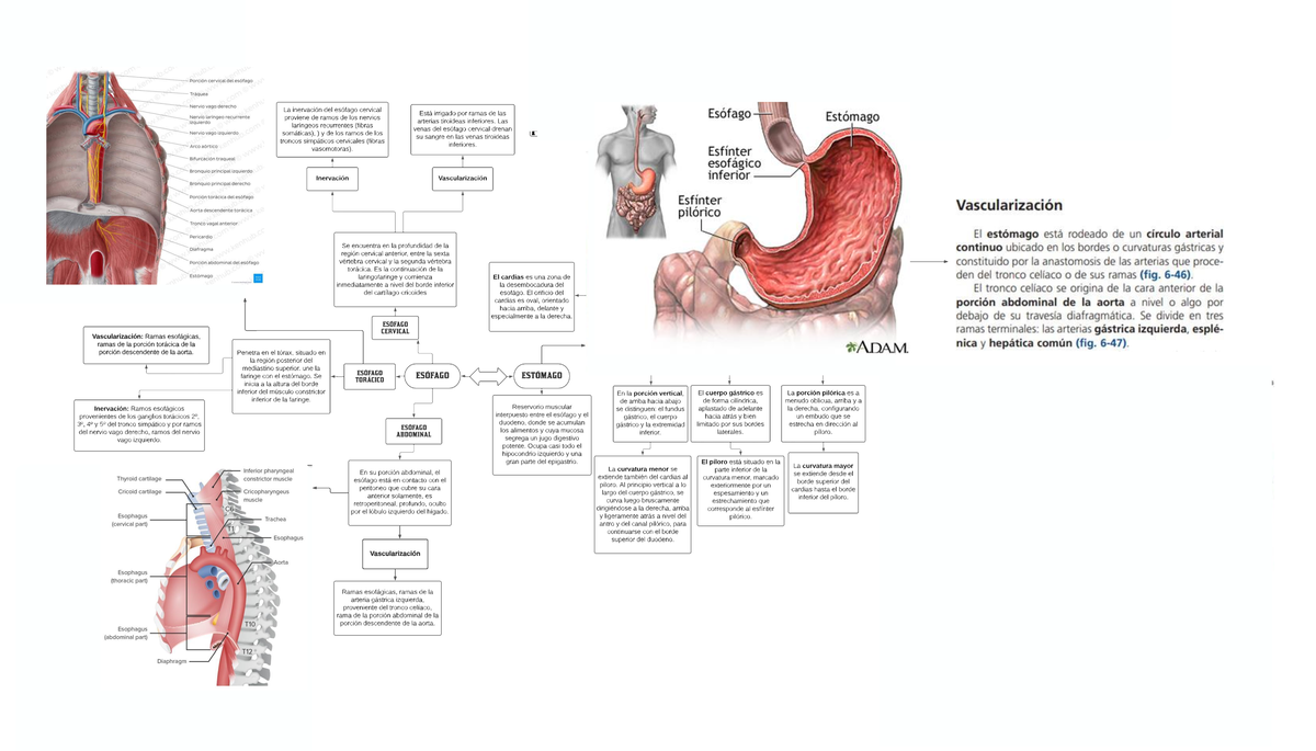 Esofágo y estómago Luisa Otero - Anatomia - Studocu
