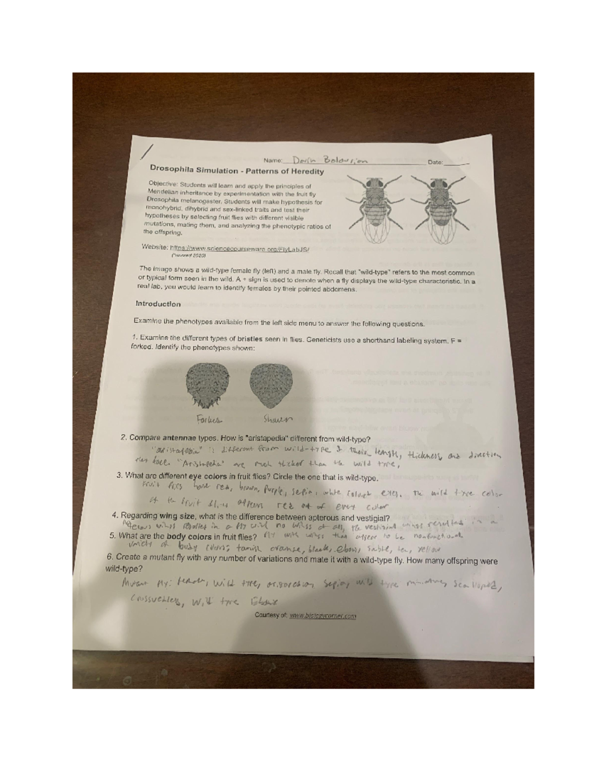 Documen - Lab - y Name: Dain _ boloy (or Date: Drosophila Simulation Patterns of Heredity ...