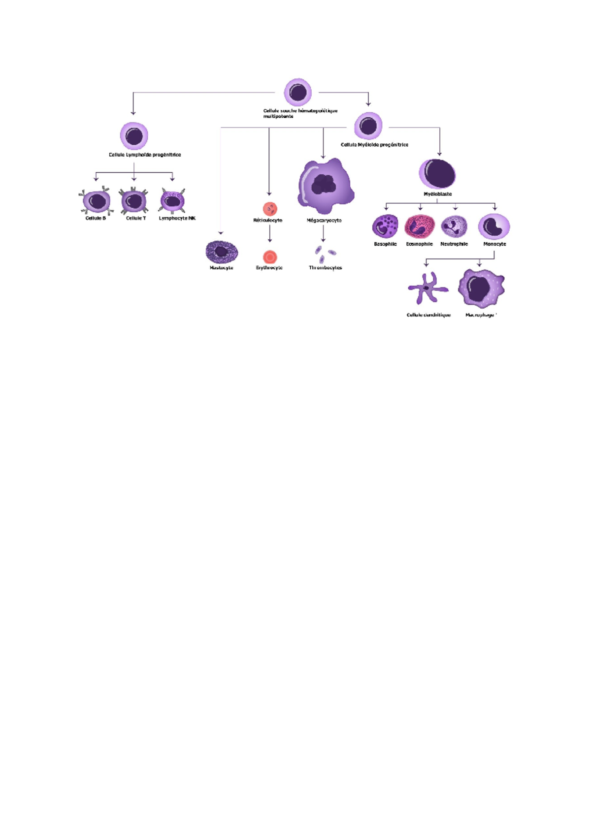Doc1 - biochimie - Cellule souche hématopoiétique multipotente Cellule ...