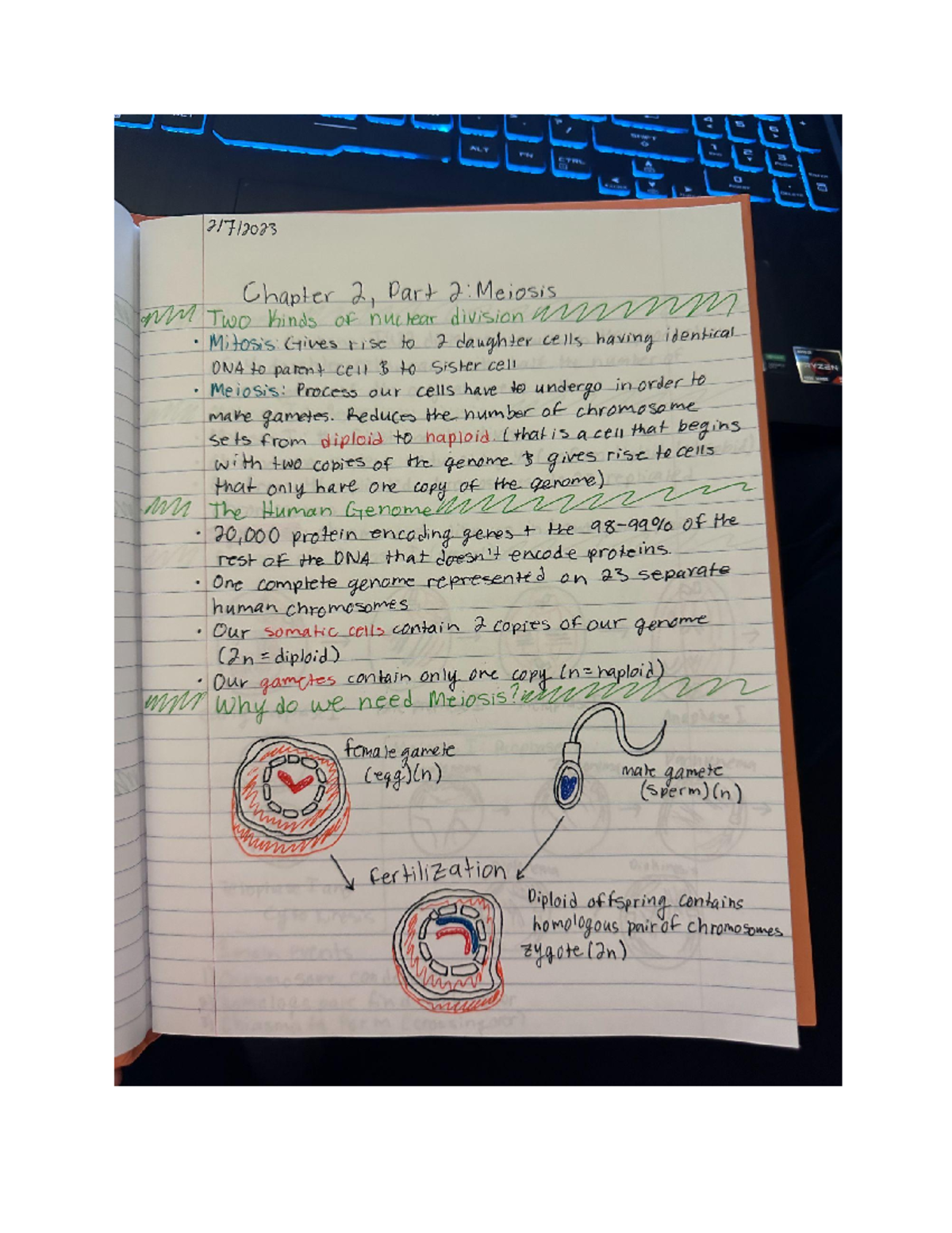 Chapter 2, Part 2 Meiosis - BIO 262 - Studocu