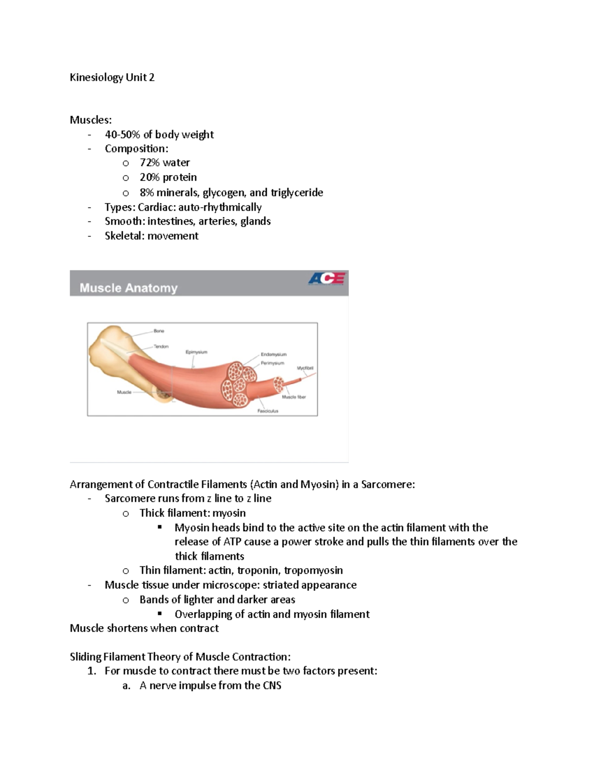 Kinesiology Unit 2 - unit 2 notes - Kinesiology Unit 2 Muscles: - 40-50 ...