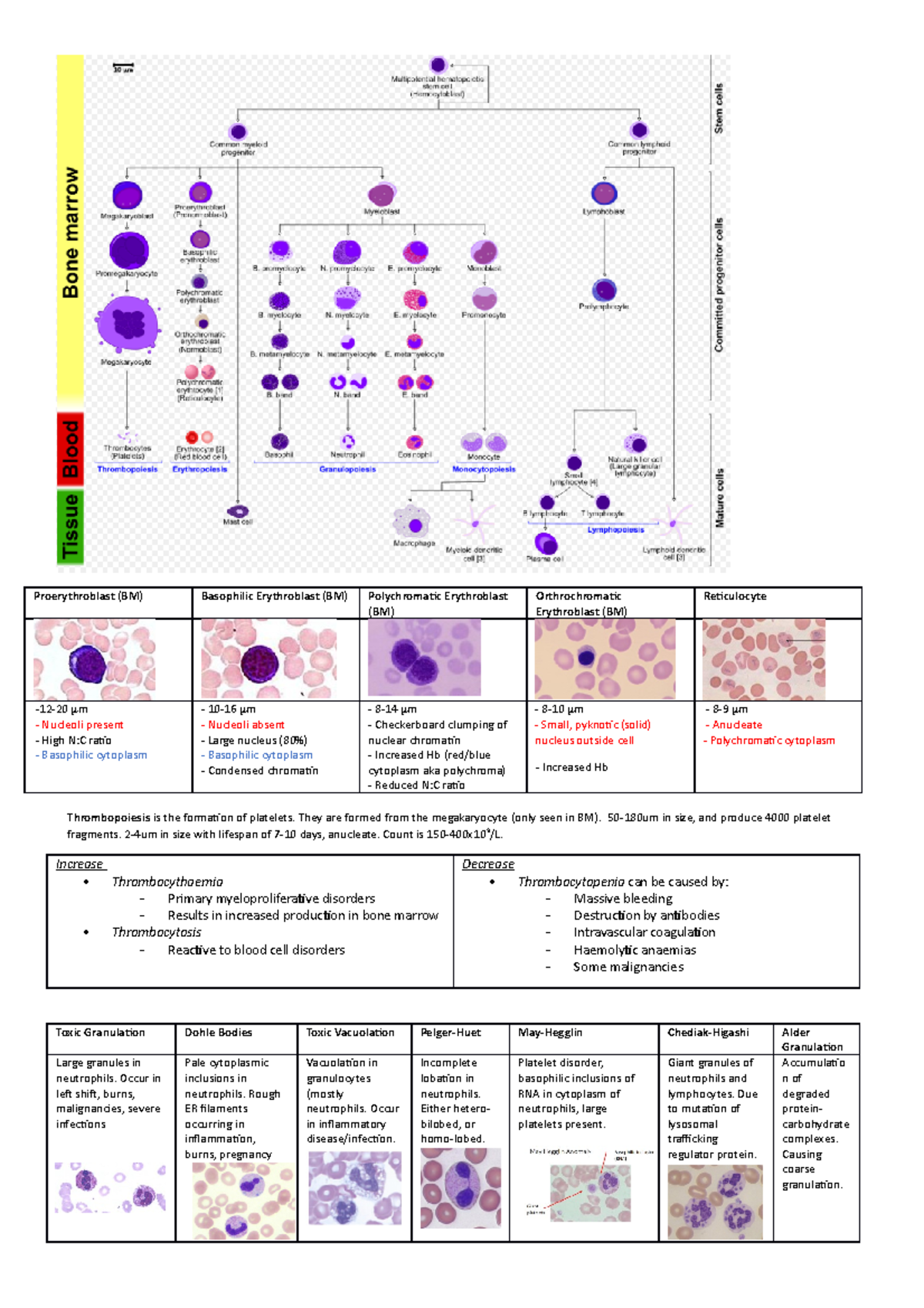 Haematology summary sheet - Proerythroblast (BM) Basophilic ...