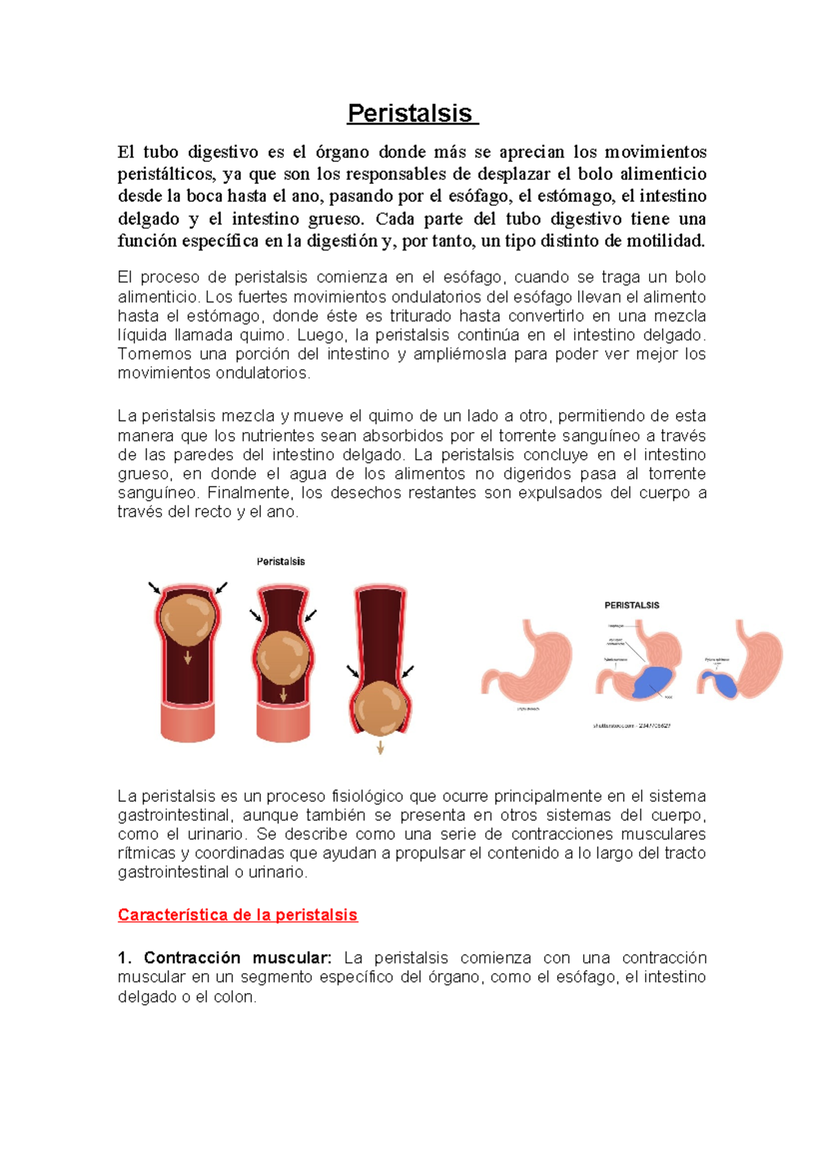 Peristalsis - Peristalsis El tubo digestivo es el órgano donde más se ...