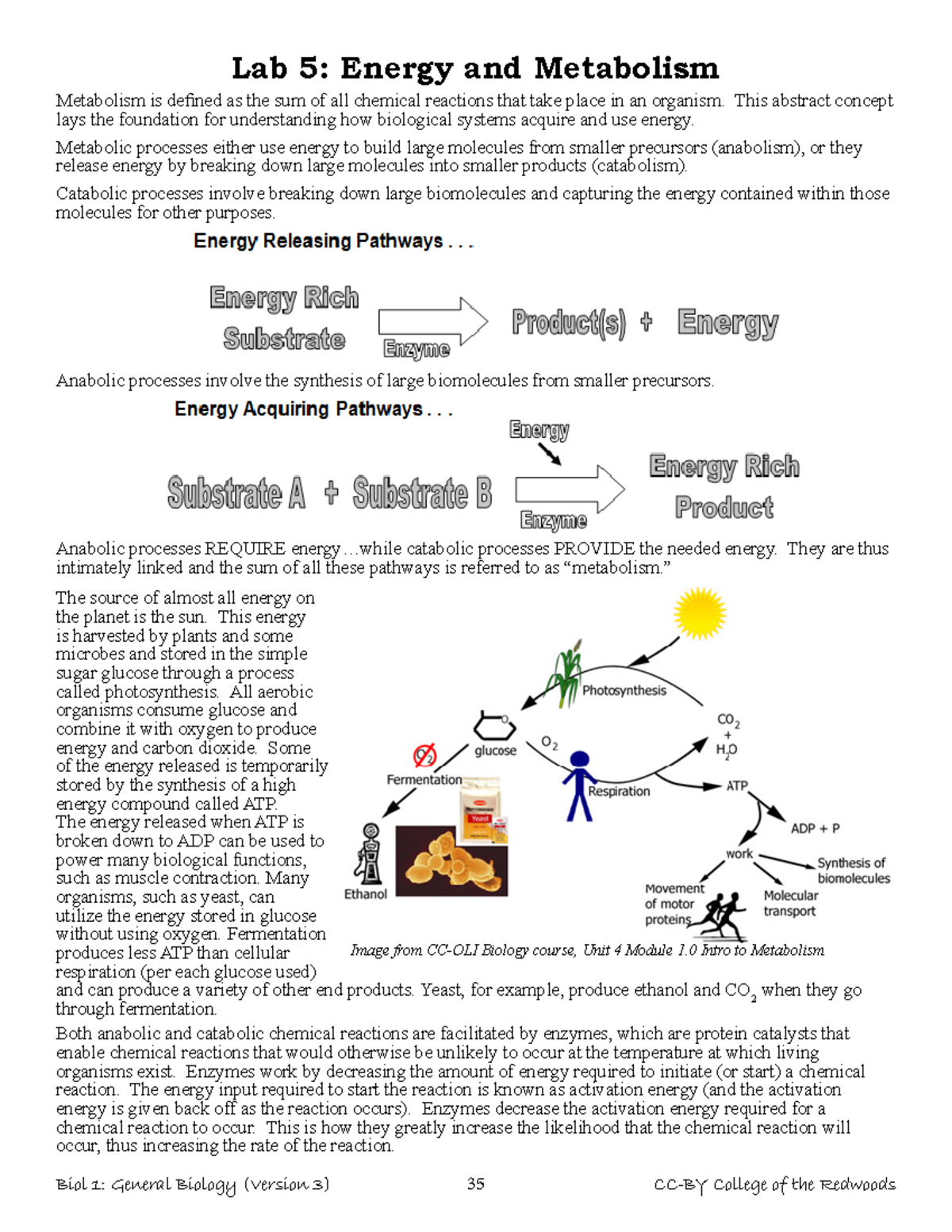 Lab 5 - Energy and Metabolism - Lab 5: Energy and Metabolism Metabolism ...
