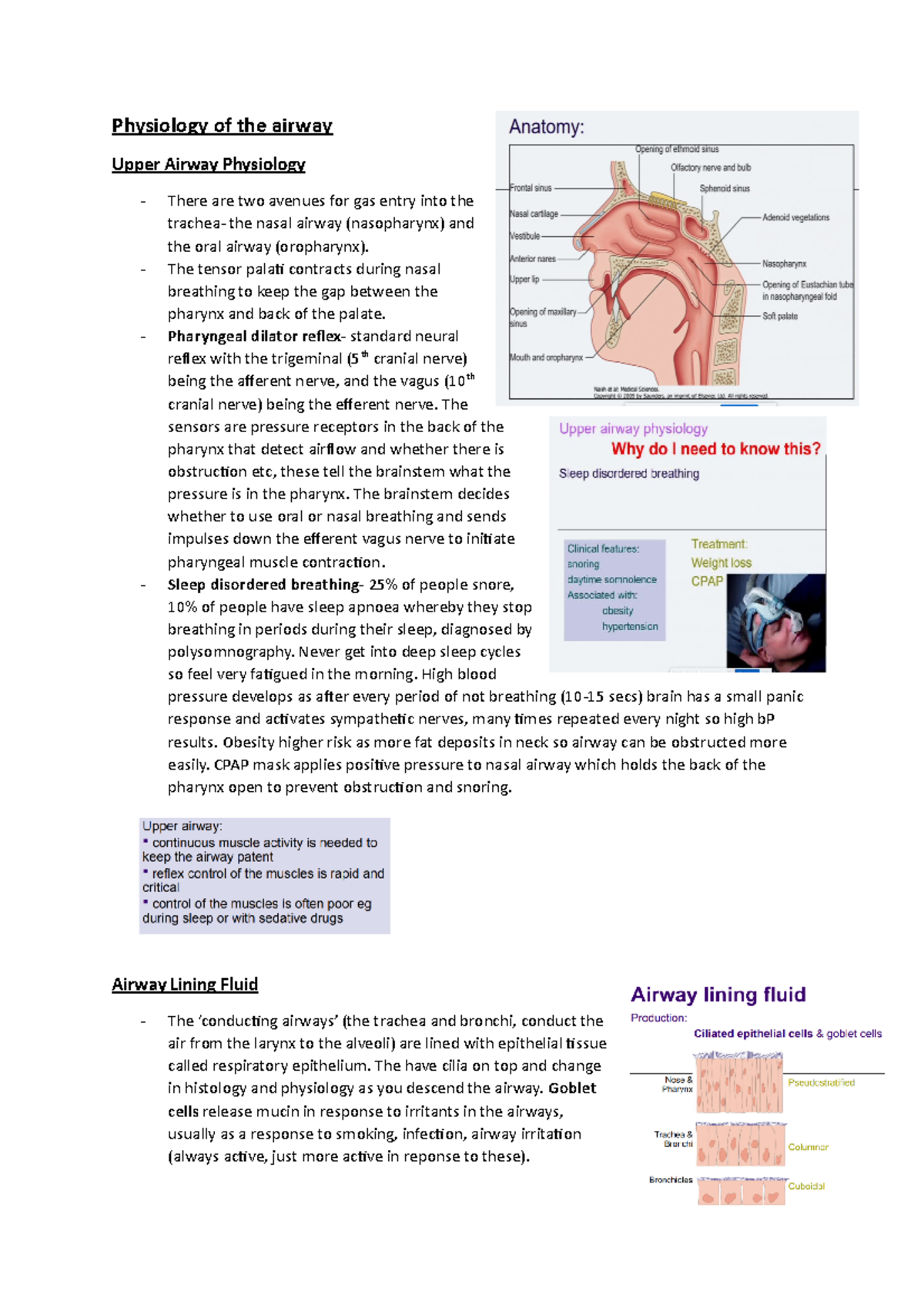 Physiology of the airway Lecture 5 - Physiology of the airway Upper ...