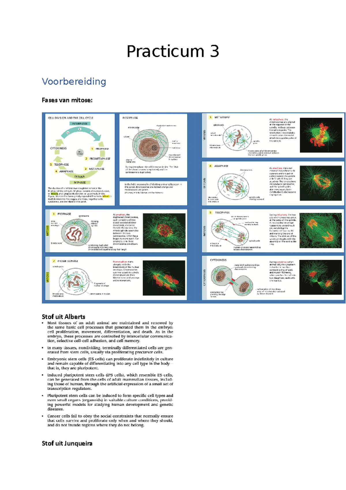 Practicum 3 - Practicum 3 Voorbereiding Fases van mitose: Stof uit Alberts Stof uit Junqueira Er ...