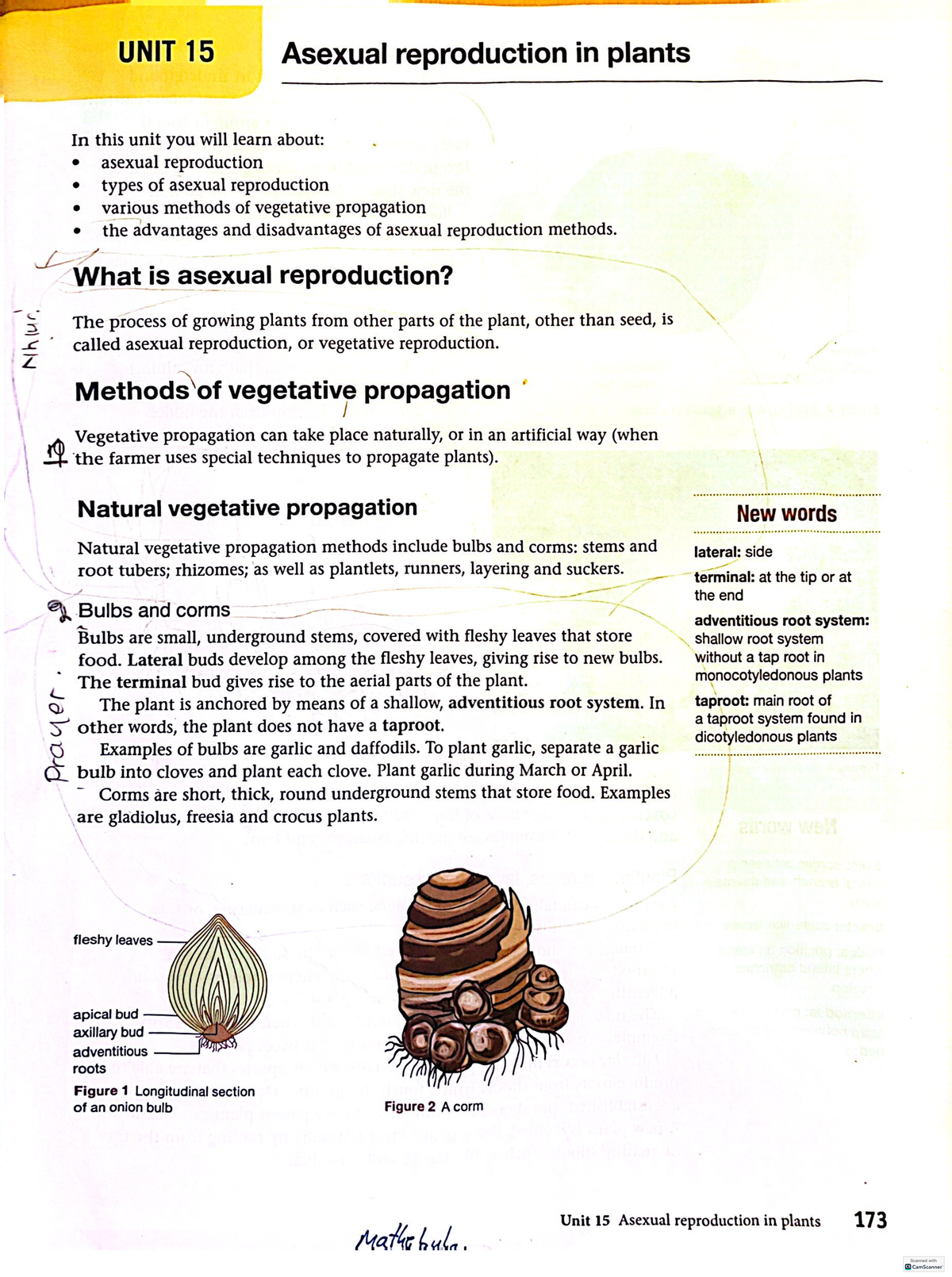 Cam Scanner 11-25-2024 12 - UNIT 15 Asexual reproduction in plants In ...